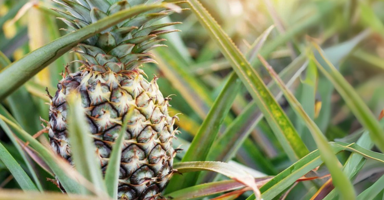 White Pineapple Growing Guide – HawaiianVolcanicOrganic